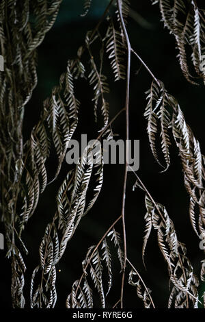 Flying spider monkey tree fern Stock Photo - Alamy