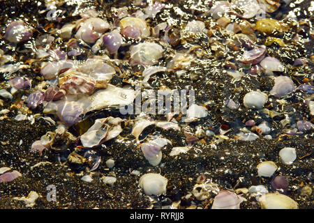 Mudflat of Ariake Sea, Kumamoto Prefecture, Japan Stock Photo - Alamy
