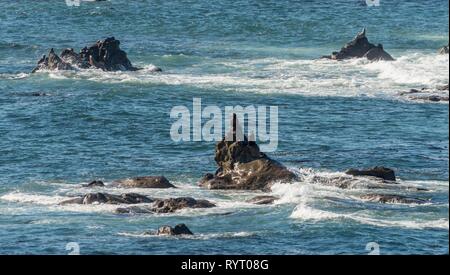Sea lions on rock at Simpson Reef, Cape Arago State Park, southern ...