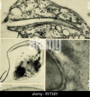. Electron-microscopic structure of protozoa . 55 54 Stock Photo - Alamy
