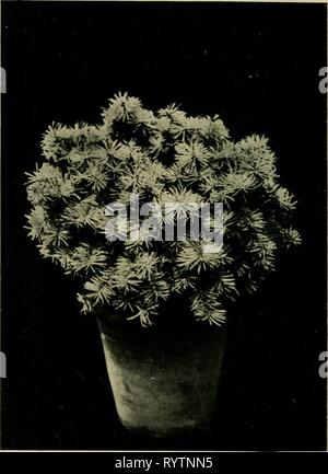 . Dwarf and slow-growing conifers . P3EUD0TSUGA DOUGLAST, VAR ...