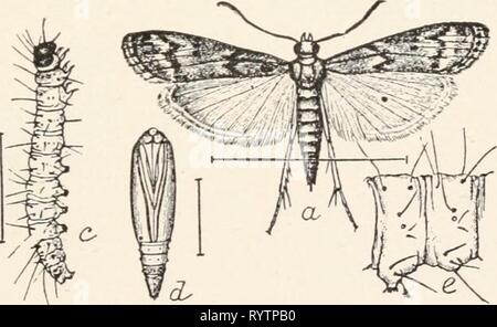 The pupa of Indian meal moth Plodia interpunctella. Developing inside ...