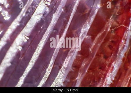 jellyfish macro structure of the outer epidermis, middle mesoglea, and ...