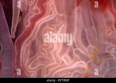 jellyfish macro structure of the outer epidermis, middle mesoglea, and ...