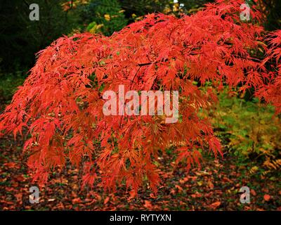 A Japanese maple branch with bright orange autumn foliage. Acer ...
