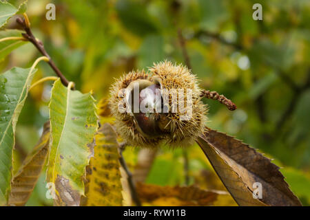 Greek fresh mountainuous sweet chestnut hulls fruits and cupules ...