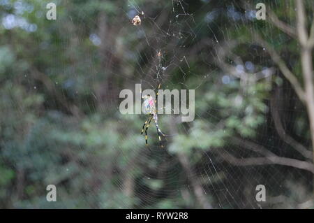 Japanese Joro Spider on Web Stock Photo - Alamy