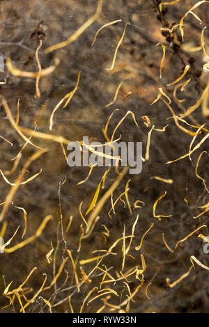 Spiders hanging on webs in Stone Town, Zanzibar Stock Photo - Alamy