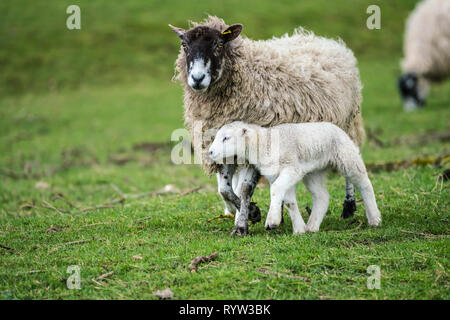Black face sheep and lamb walking forward Stock Photo - Alamy