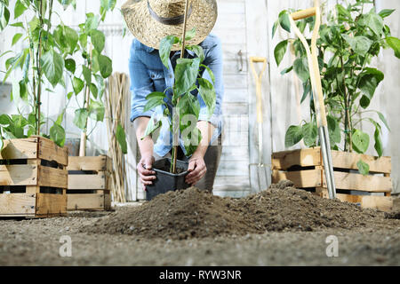 Woman hands digging ground Stock Photo - Alamy