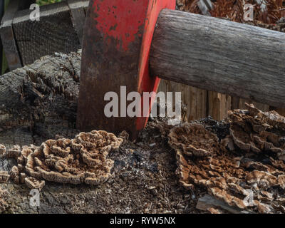 Ax in the trunk Stock Photo - Alamy