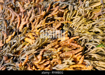 Channeled wrack (Pelvetia canaliculata) seaweed. Common brown algae ...