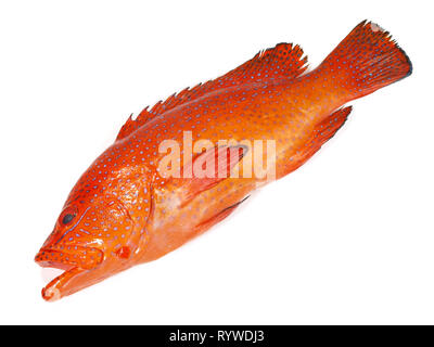 Fish - Strawberry Grouper, Coral Hind on white Background Stock Photo ...