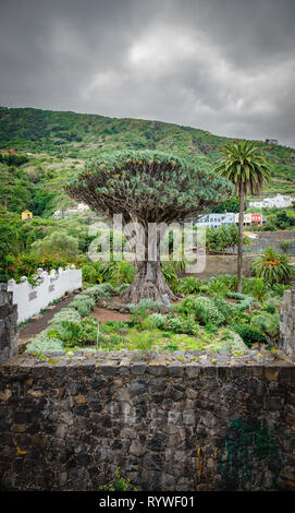 Famous Drago Milenario (Millennial Dragon Tree) of Icod de los Vinos in ...