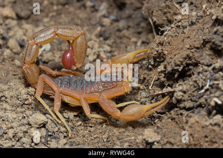 ARACHNID, SCORPION. Scorpion with small red ticks on exoskeleton ...