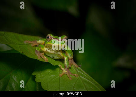Jerdon's tree frog, Hyla annectans, Assam treefrog, Indian hylid frog ...