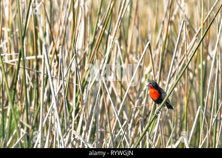 Peruvian meadowlark (Sturnella bellicosa), hidden specimen among the ...