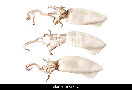 Three young baby squid isolated on white background Stock Photo - Alamy
