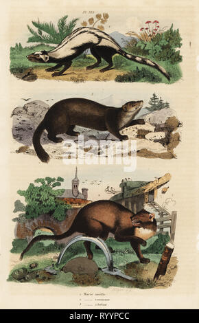 Striped polecat (Ictonyx striatus Stock Photo - Alamy