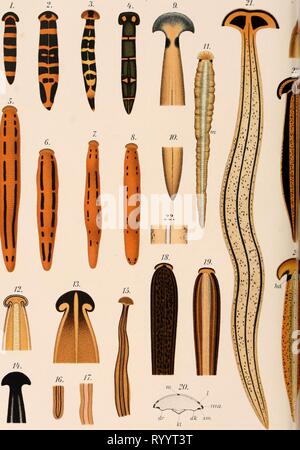 Dr HG Bronn's Klassen und Stock Photo - Alamy