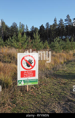 Warning sign for tree felling Frame Heath Inclosure New Forest National ...
