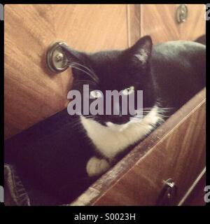 cat in a drawer Stock Photo - Alamy