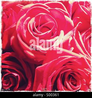 Close up of many red roses Stock Photo - Alamy