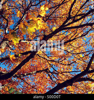 Autumn tree with yellow leaves Stock Photo - Alamy