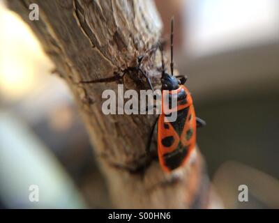 Black and red Firebug (Pyrrhocoris apterus) or on a Fruit of Asclepias ...