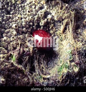Sea anemone shells Stock Photo - Alamy