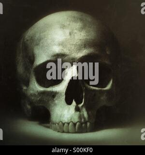 skull of human Stock Photo - Alamy