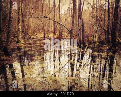 Water logged flooded swamp land in forest, Krakovo forest, Slovenia ...