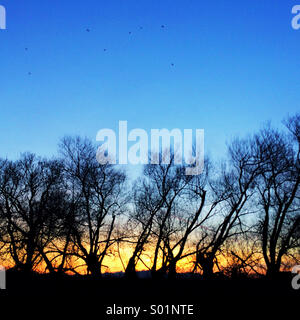Sunset over trees Stock Photo - Alamy