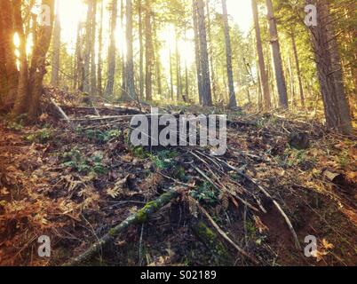 trees forest clearing Stock Photo - Alamy