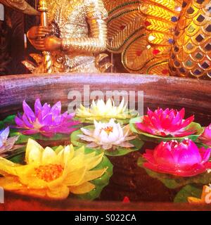 Colorful lotus flower on water for Buddha in Thailand Stock Photo - Alamy