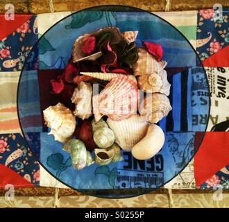 An arrangement of blue sea shells Stock Photo - Alamy