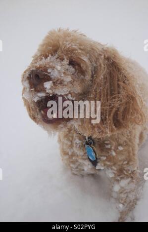 Cockapoo in snow Stock Photo - Alamy