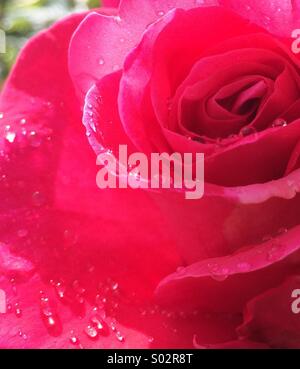 Red rose with dew drops Stock Photo - Alamy