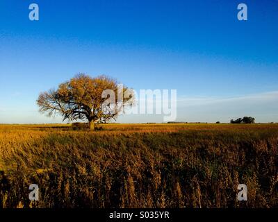 Lonely tree in a field Stock Photo - Alamy