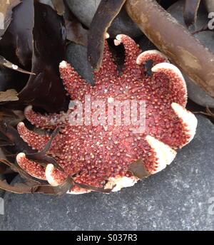 Common sun star Stock Photo - Alamy