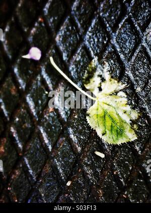 A fallen leaf Stock Photo - Alamy