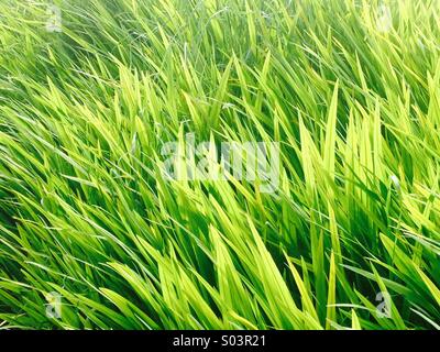 GREEN GROW THE RUSHES Stock Photo - Alamy
