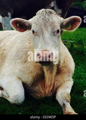 Irish beef cattle Stock Photo - Alamy