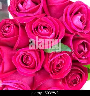fresh purple roses Stock Photo - Alamy