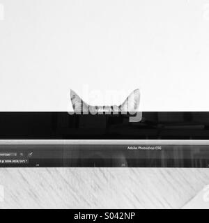 Cat sneaking behind computer screen Stock Photo - Alamy