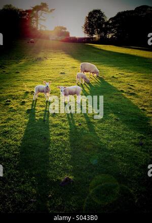 sheep, setting sun, lamb, evening, skin, tired, setting sun, lambs ...