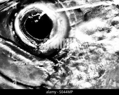 Mackerel eye to eye Stock Photo - Alamy