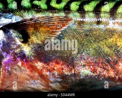 Iridescent mackerel skin Stock Photo - Alamy