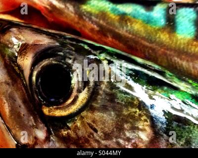 Iridescent mackerel skin Stock Photo - Alamy