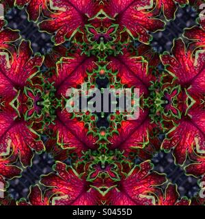 A kaleidoscope made from an image of a coleus plant Stock Photo - Alamy
